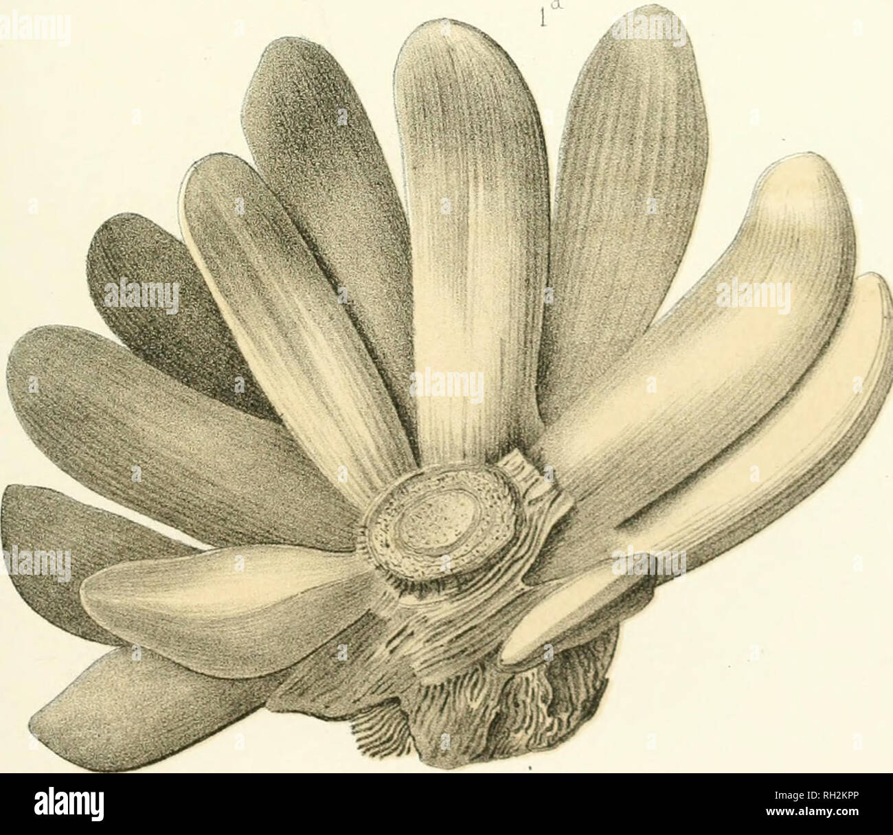 Williamsonia hi-res stock photography and images - Alamy