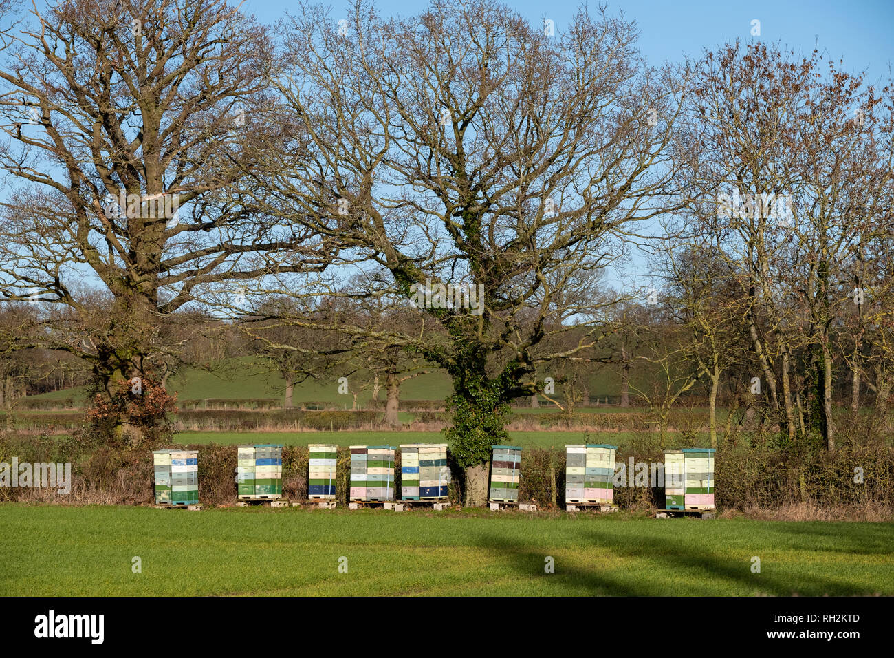 A row of Bee Hives ready for winter in an English field, Worcestershire ...