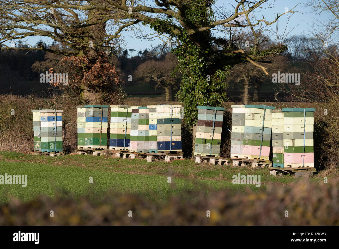 A row of Bee Hives ready for winter in an English field, Worcestershire ...