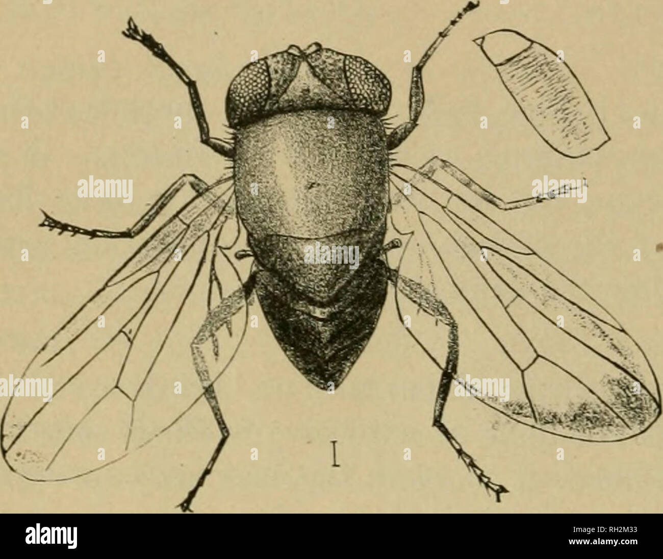 Crawling maggots hi-res stock photography and images - Alamy