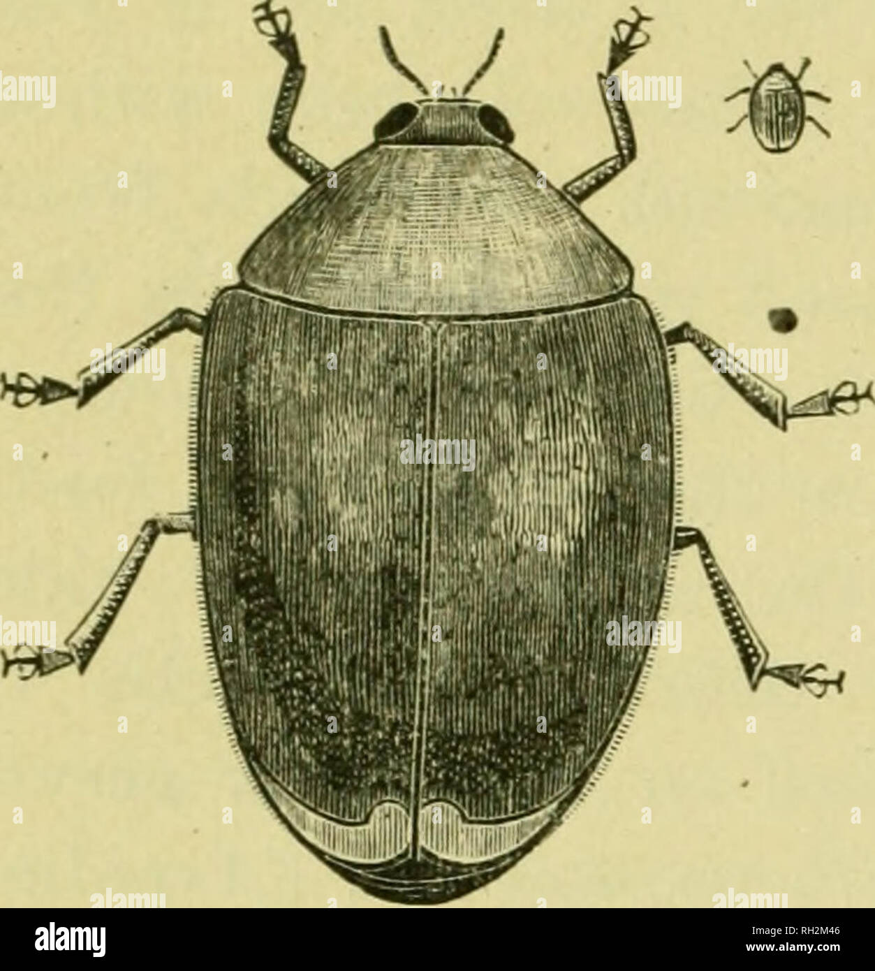 Coffee scale insects hi-res stock photography and images - Alamy
