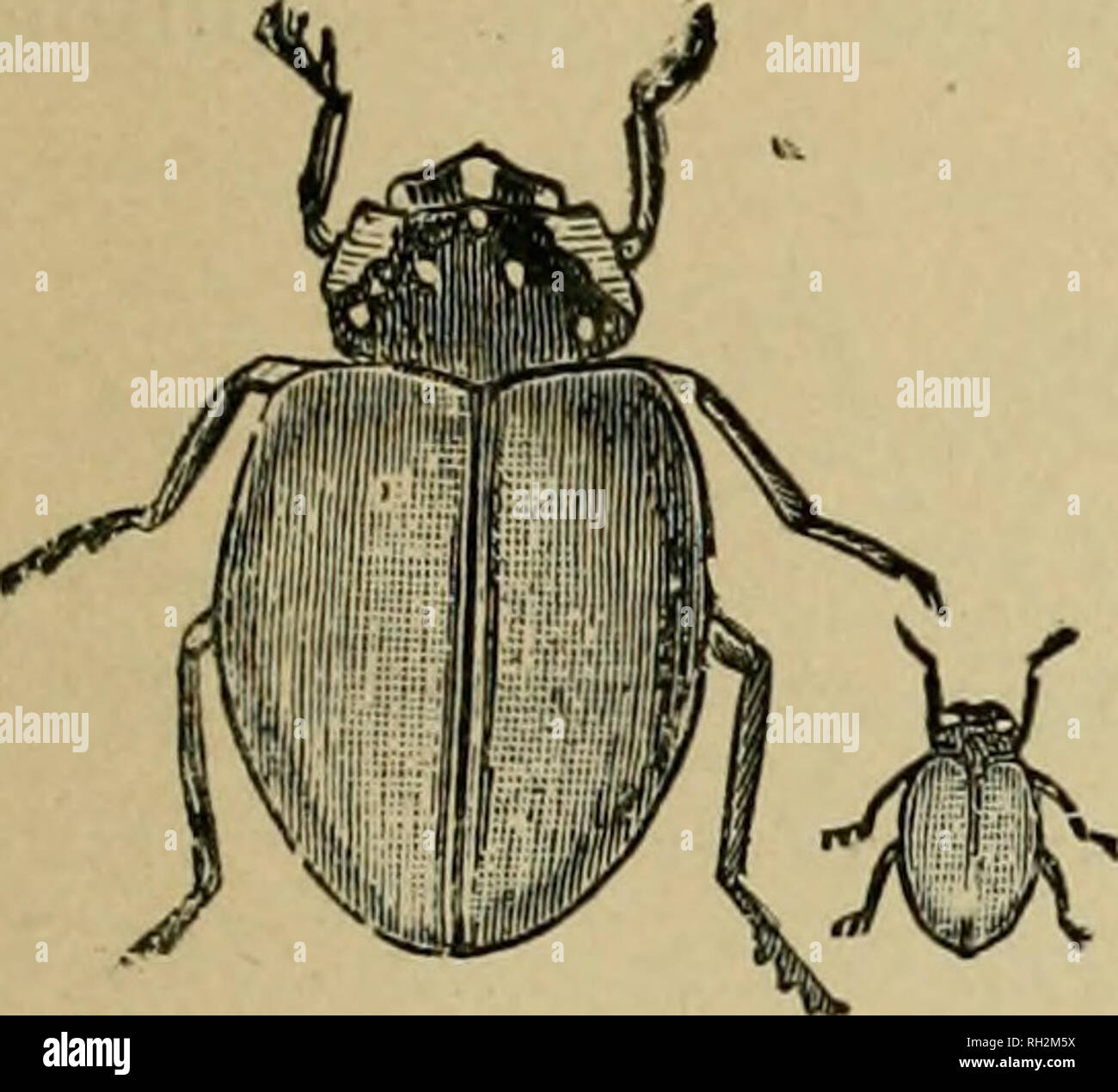 Controlling aphids hi-res stock photography and images - Alamy