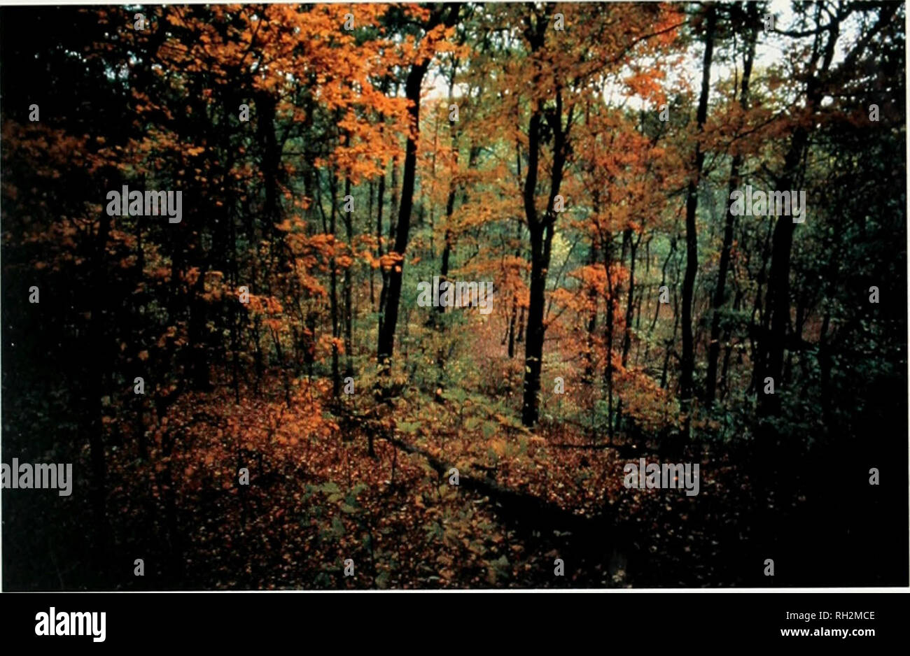 . Building Illinois' biological memory : a framework for long-term ...