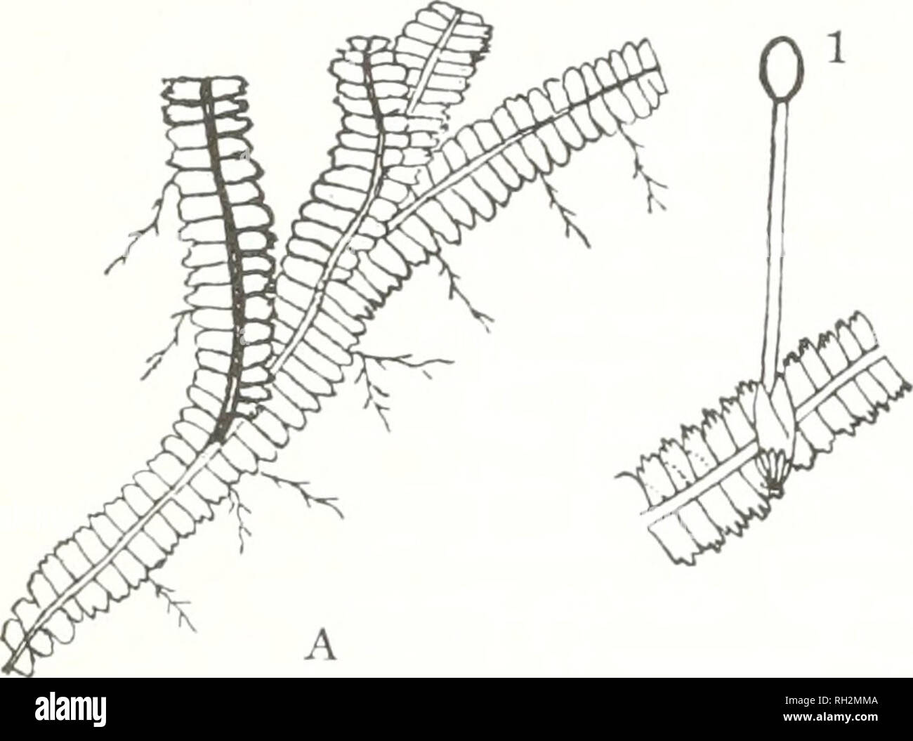 Bryologist hi-res stock photography and images - Alamy