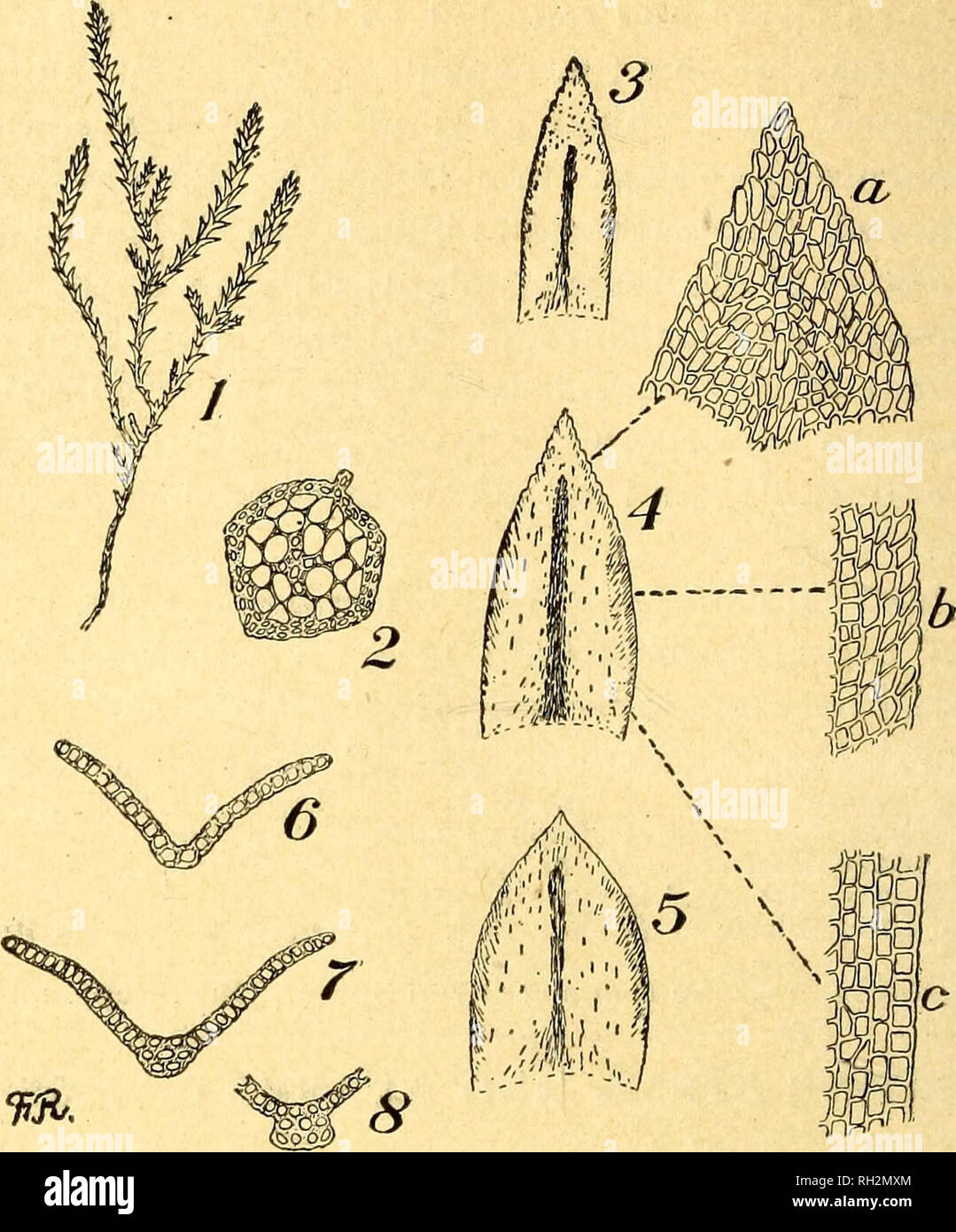 Cells from a moss plant hi-res stock photography and images - Alamy