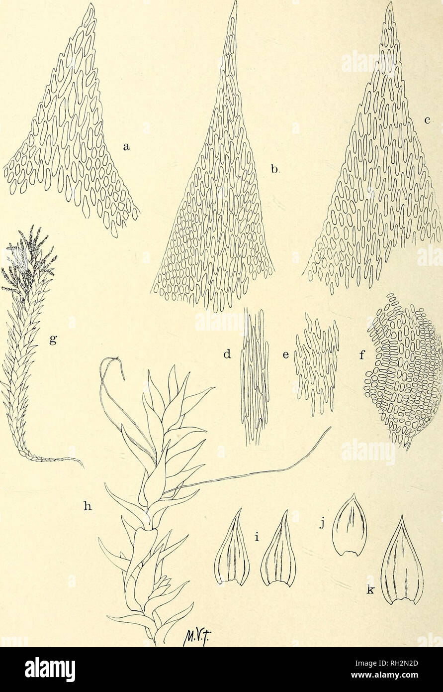 Leucodon sciuroides hi-res stock photography and images - Alamy