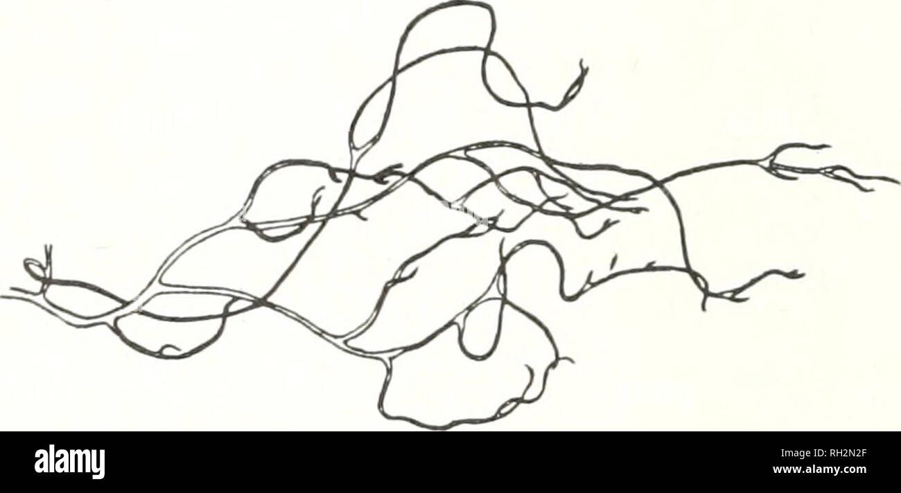 Grows in tufts hi-res stock photography and images - Alamy