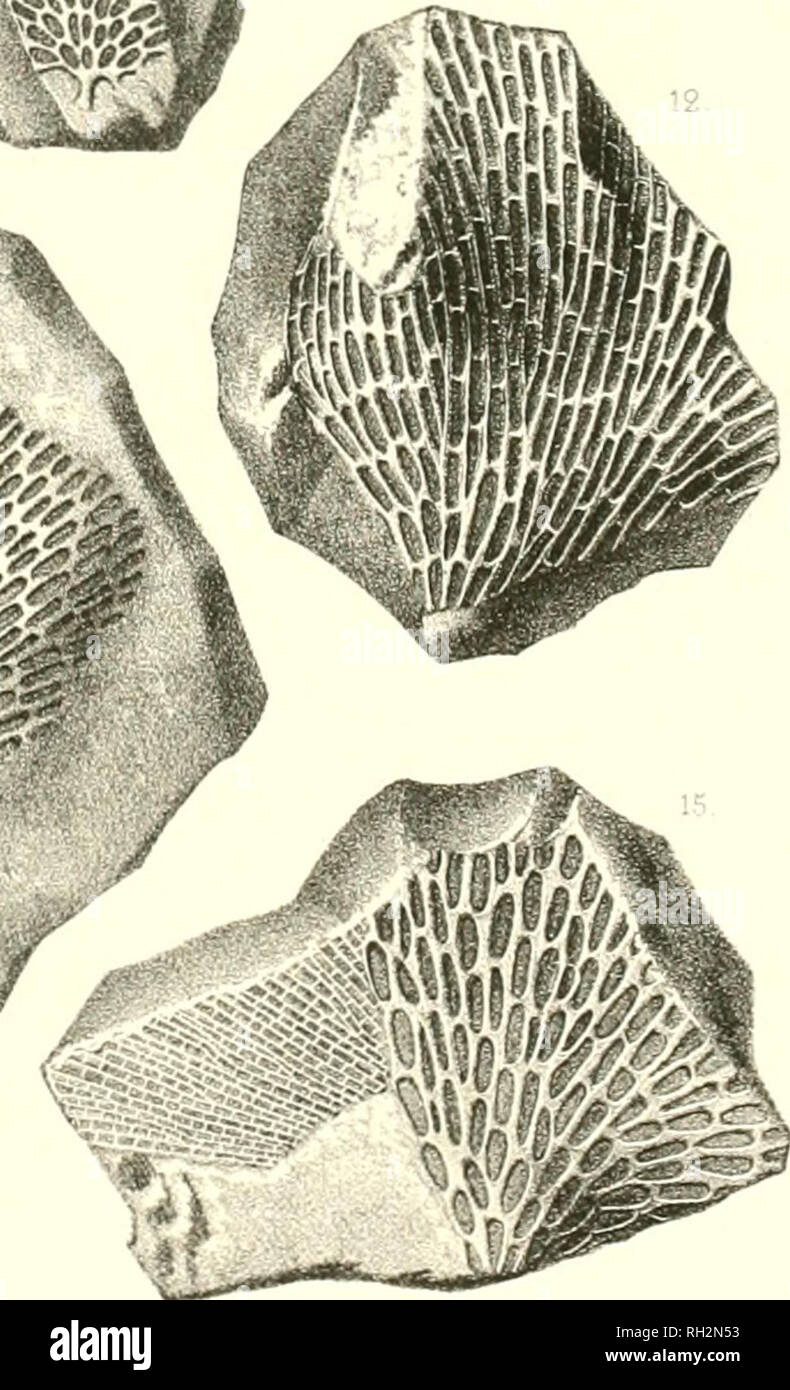 . Bryozoaires, Hydrozoaires et partie des Anthozoaires. Bryozoa, Fossil ...