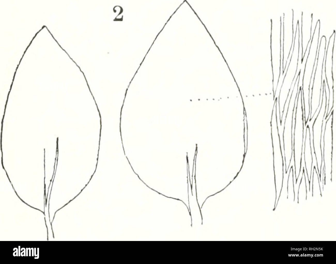 American 1907 2002 hi-res stock photography and images - Alamy