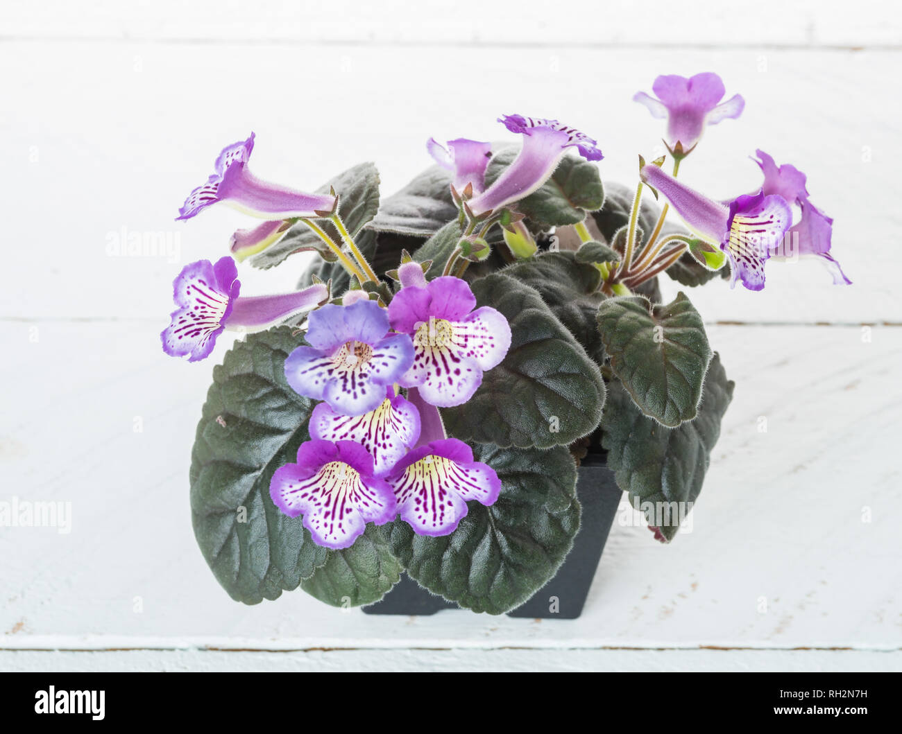 Sinningia hi-res stock photography and images - Alamy