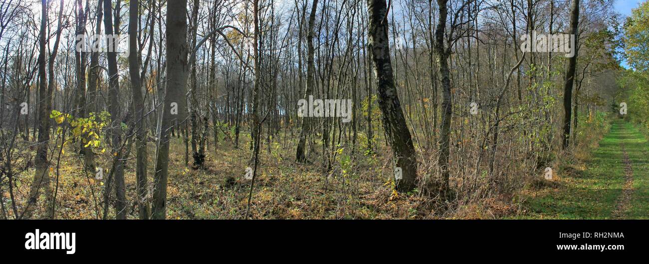 High resolution panorama of forest views in northern Germany Stock ...