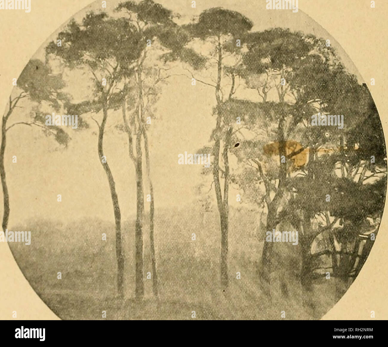 Scots pine roots peat hi-res stock photography and images - Alamy