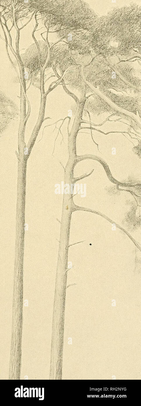 . British trees. Trees. '. Please note that these images are extracted ...