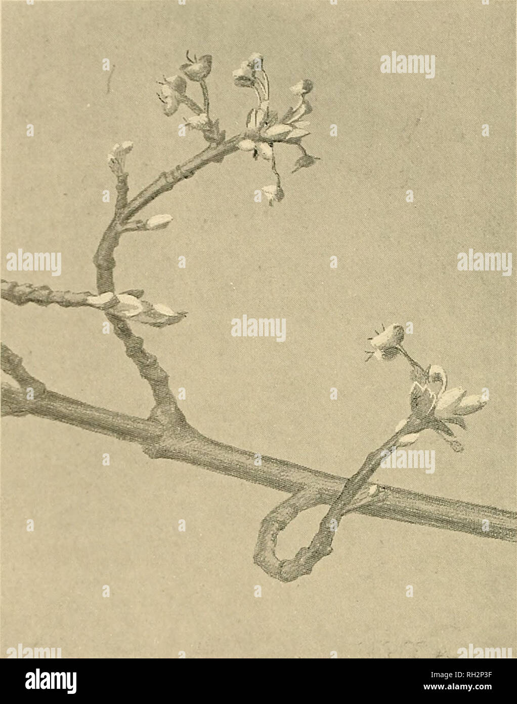 . British trees. Trees. .^24 ran MAPLE.. tlic Sycamore from a similar ...