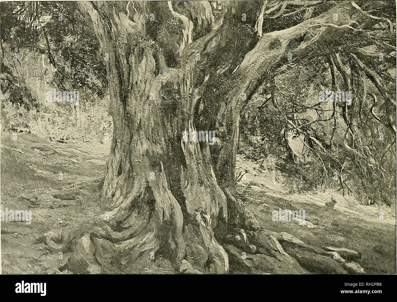 Making box topiary hi-res stock photography and images - Alamy