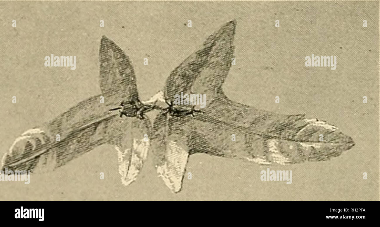 . British trees. Trees. 274 THK HORNBEAM. centre ot each lobe runs a ...