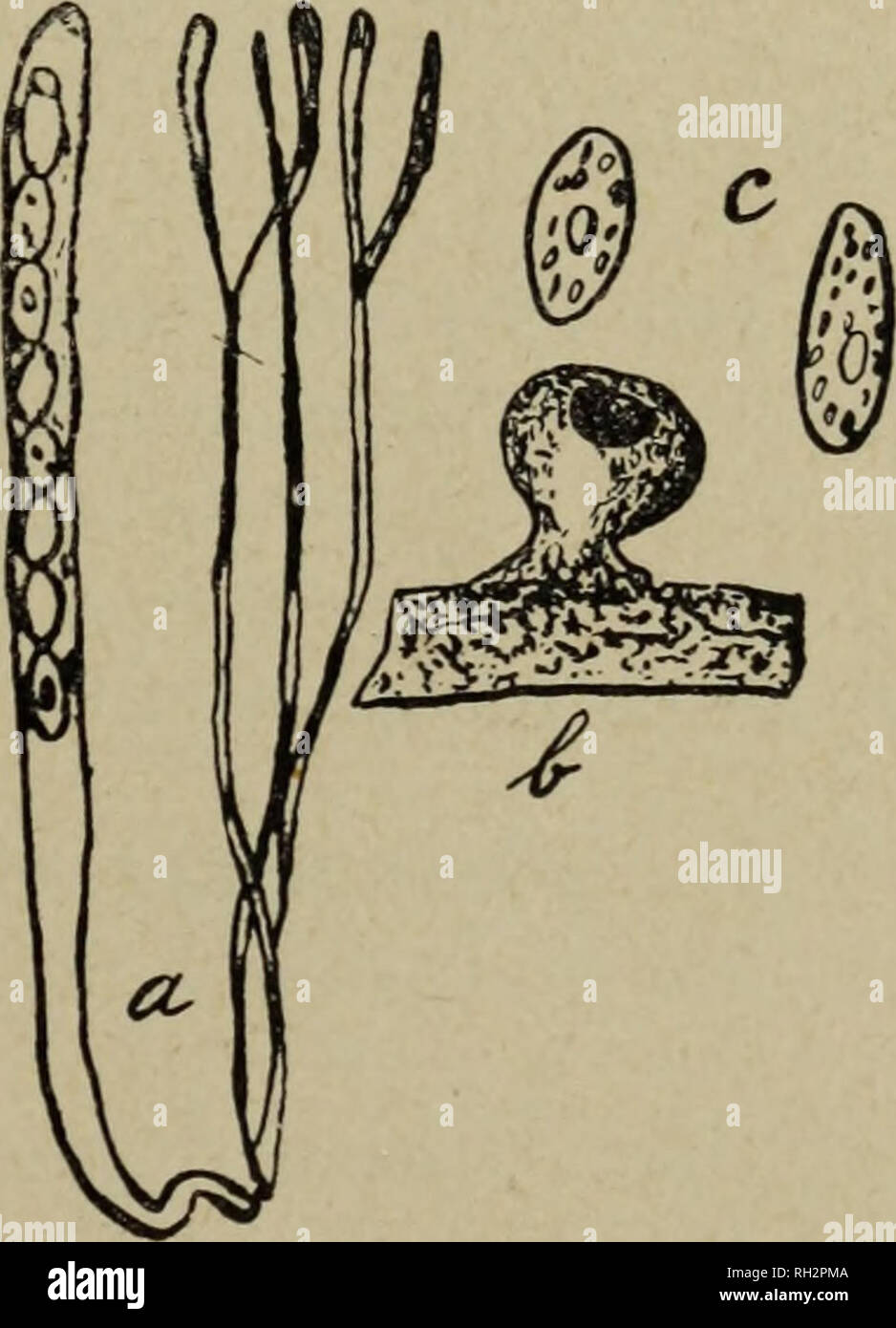Champignons spores hi-res stock photography and images - Alamy