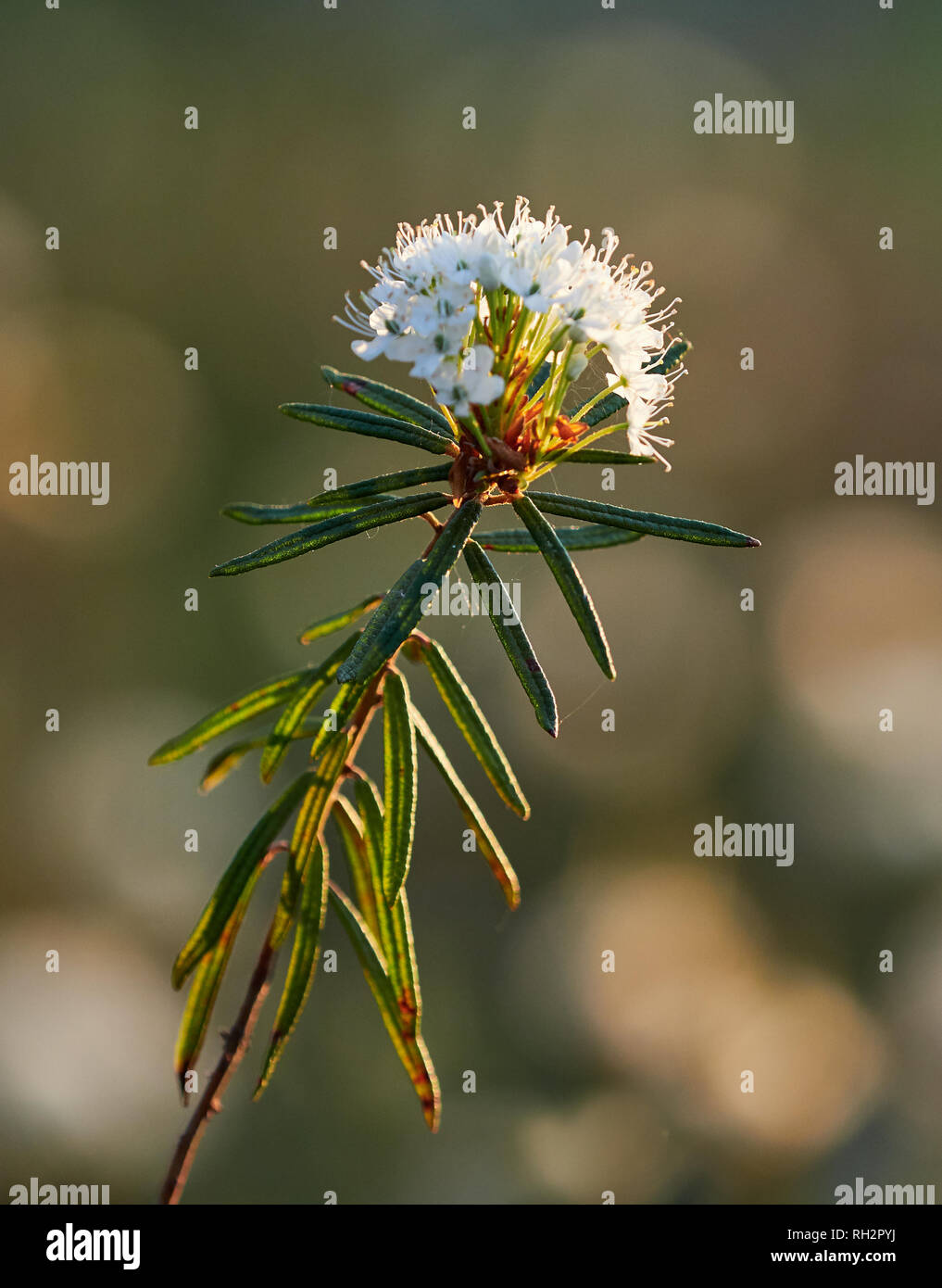Closeup of marsh Labrador tea, Rhododendron tomentosum plant in the ...
