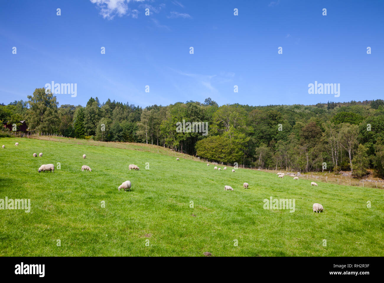 Norwegian rural landscape with free range sheep and lamb grazing on a ...