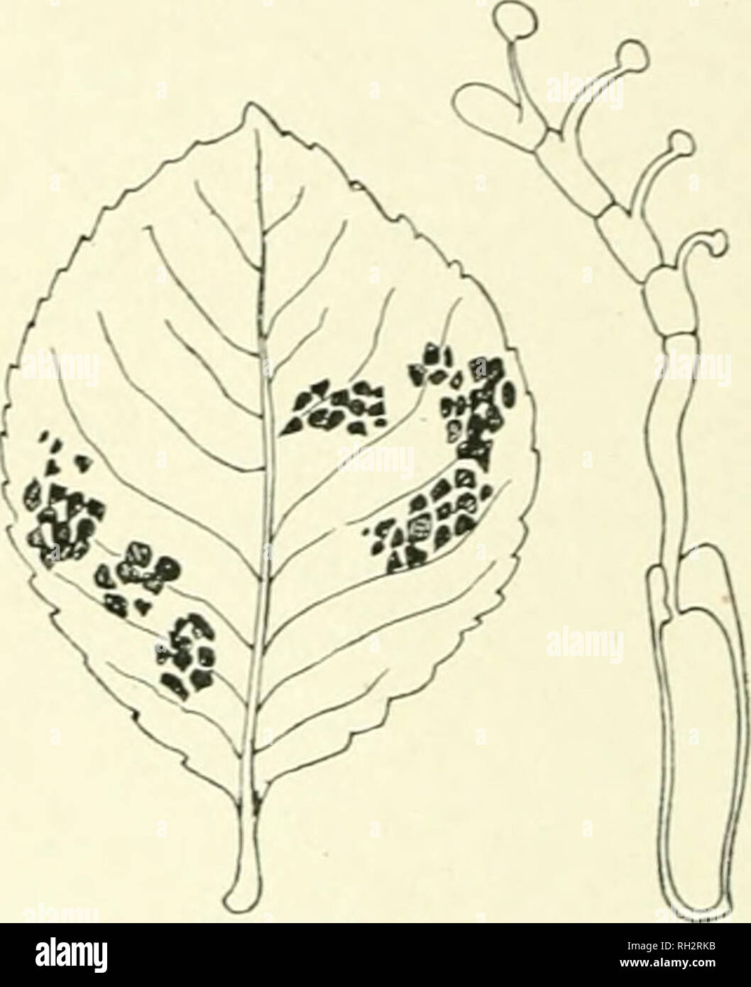 . The British rust fungi (Uredinales) their biology and classification ...