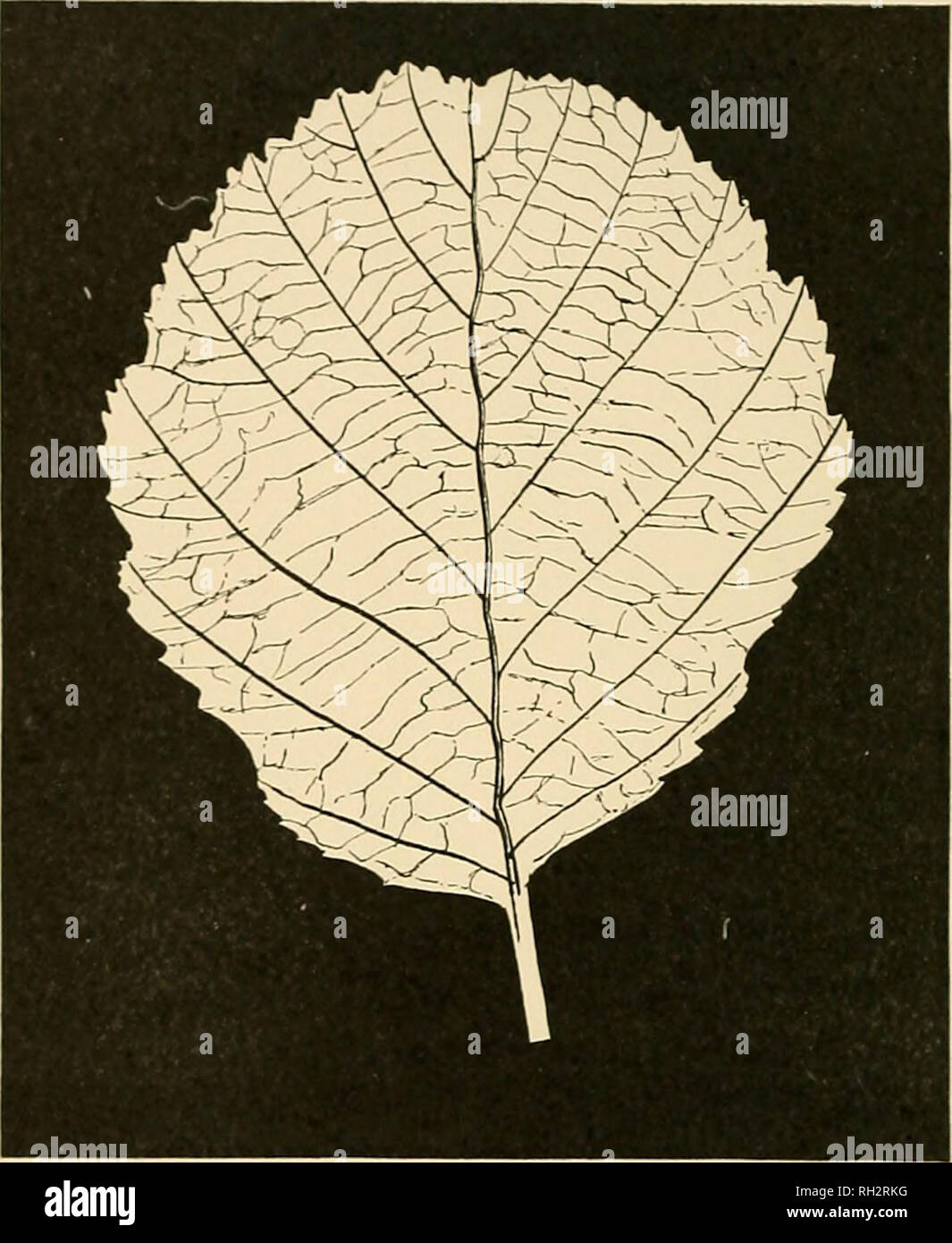 British trees leaf plan hi-res stock photography and images - Alamy