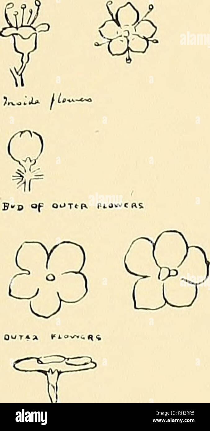 Forms an umbel hi-res stock photography and images - Alamy