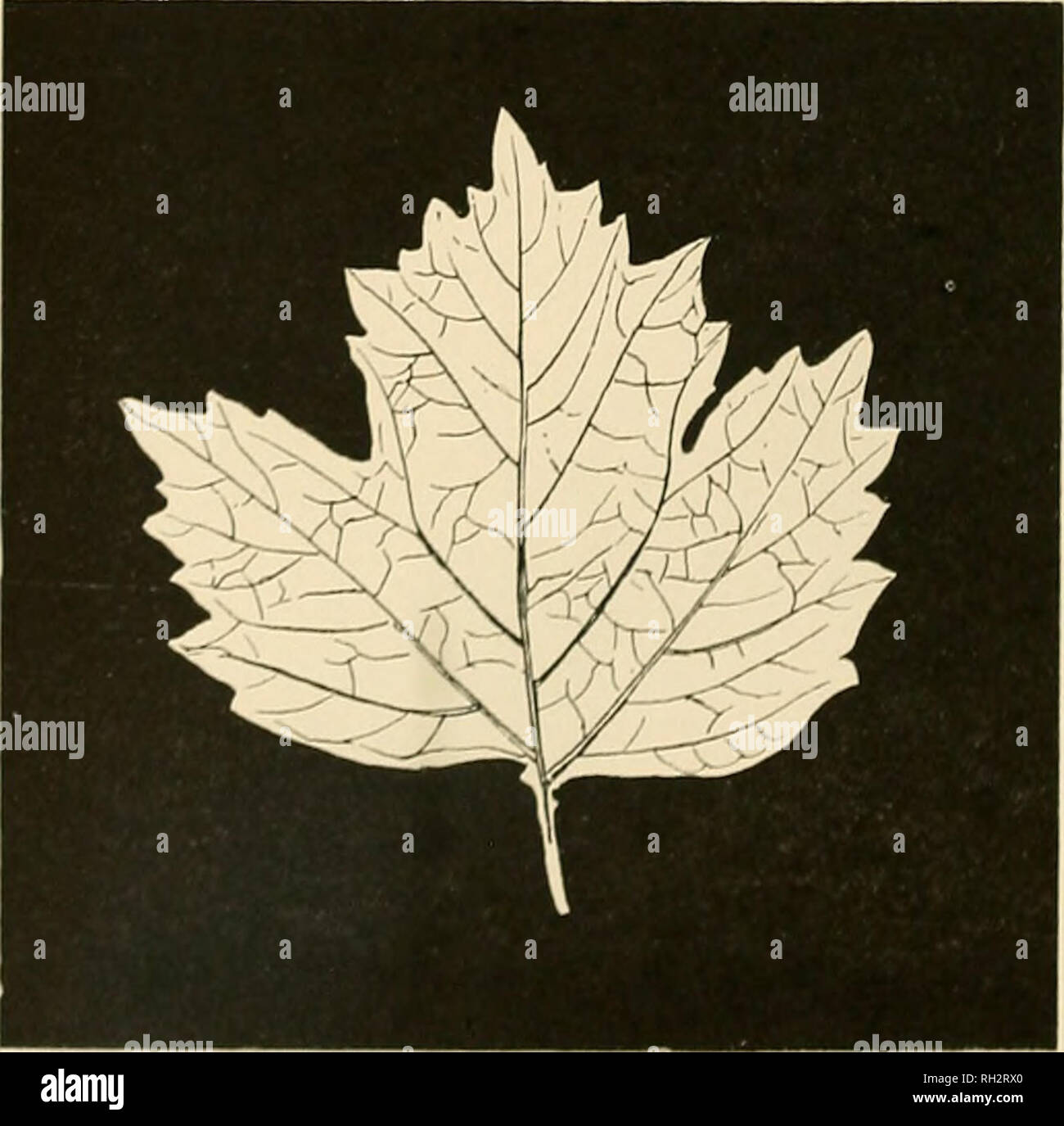 Three to five lobes on leaves hi-res stock photography and images - Alamy