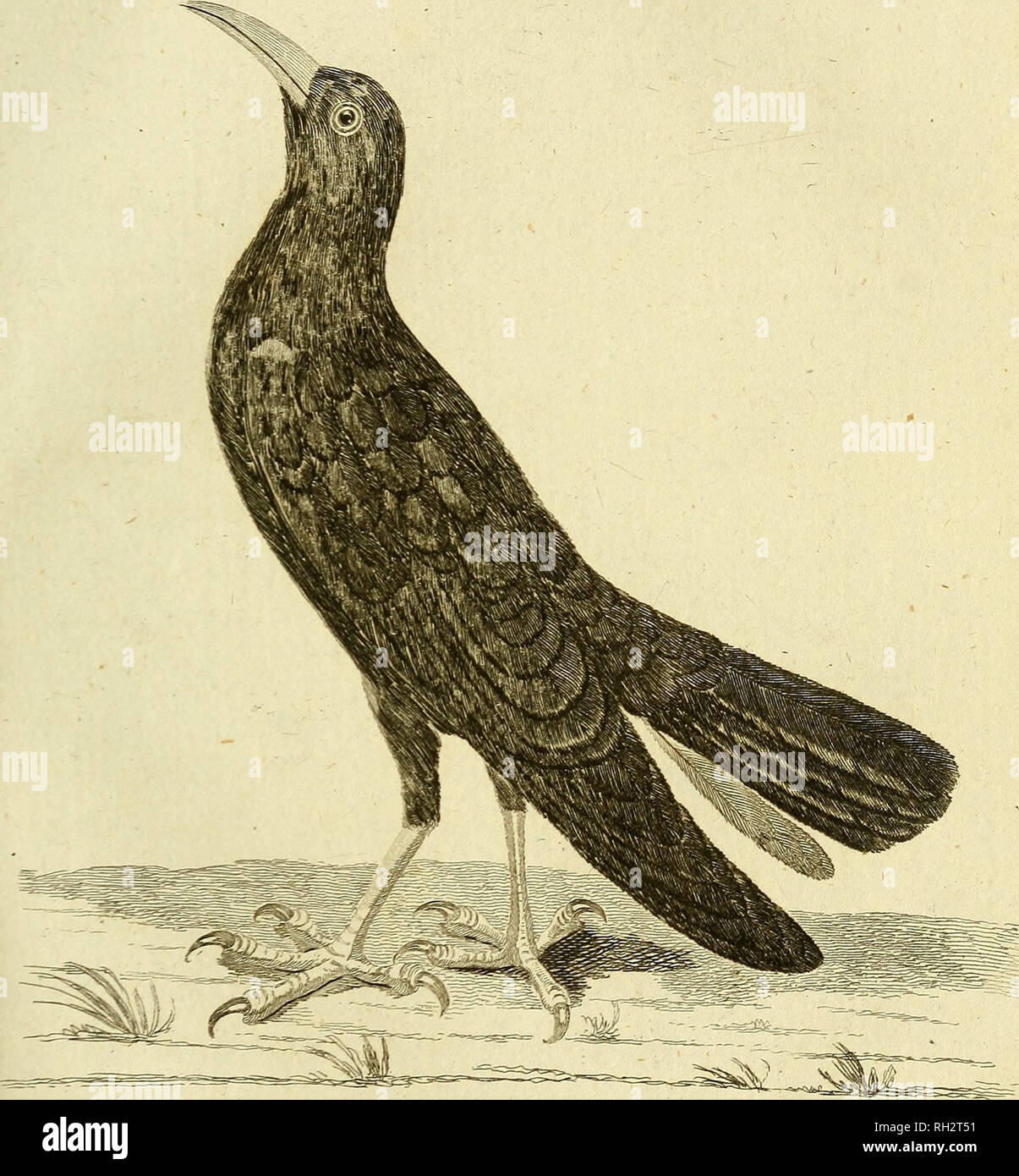 Red legged crow hi-res stock photography and images - Alamy