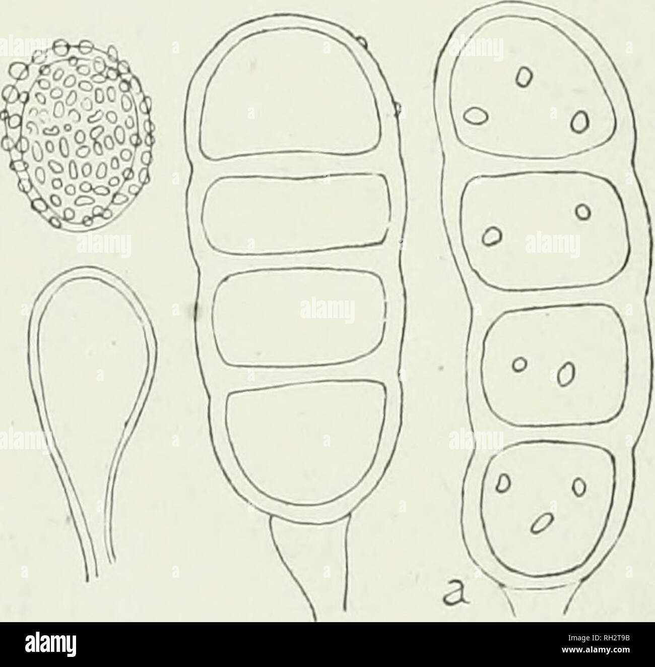 Phragmidium sp hi-res stock photography and images - Alamy