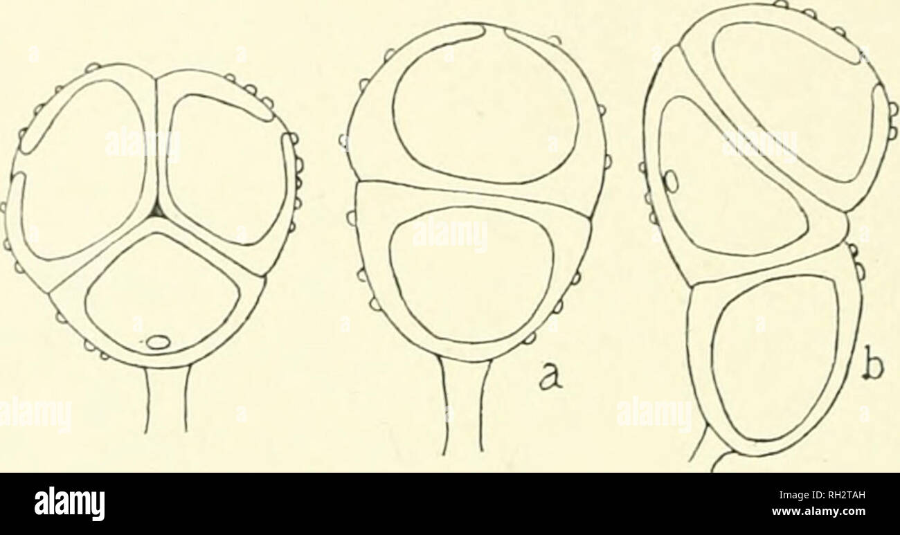 . The British rust fungi (Uredinales) their biology and classification ...