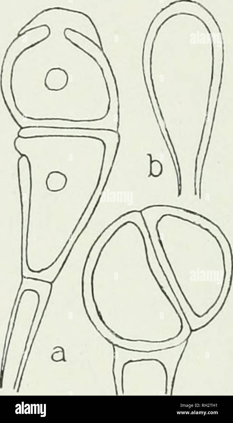 Elliptical spores hi-res stock photography and images - Alamy