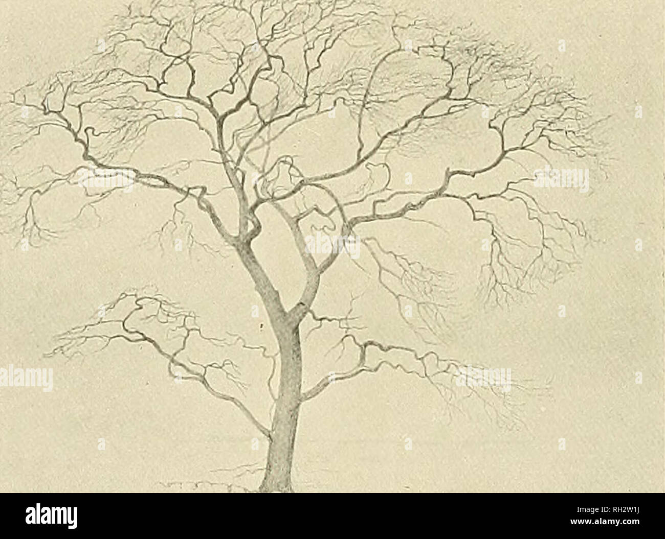 . British trees. Trees. 538 THE WYCH ELM. stiff and stunted. The shoots ...