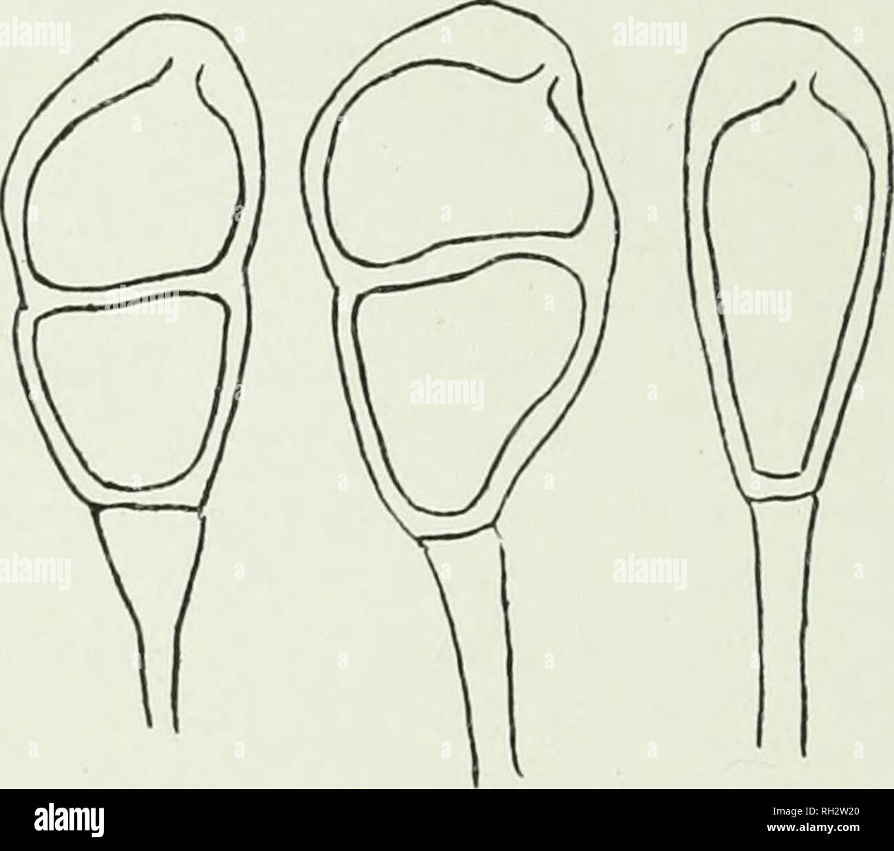 Elliptical spores hi-res stock photography and images - Alamy