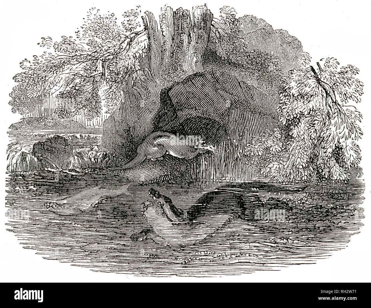 Taken From 'The Natural History of Selborne' By The Rev Gilbert White ...