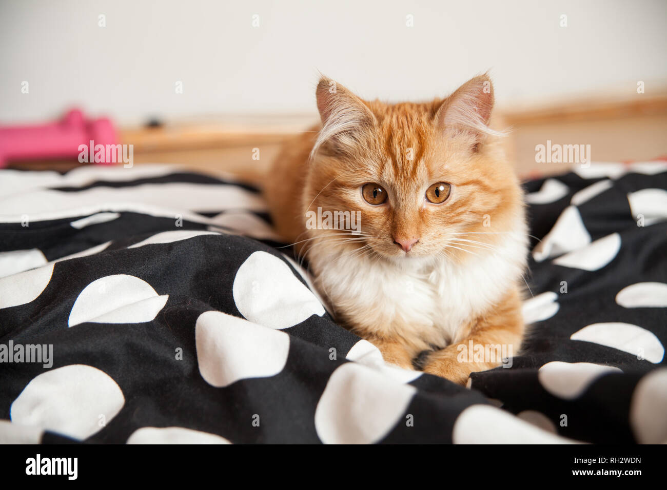 Red Home small and cute Cat on Bed. Beautiful well-kept, domestic cat ...