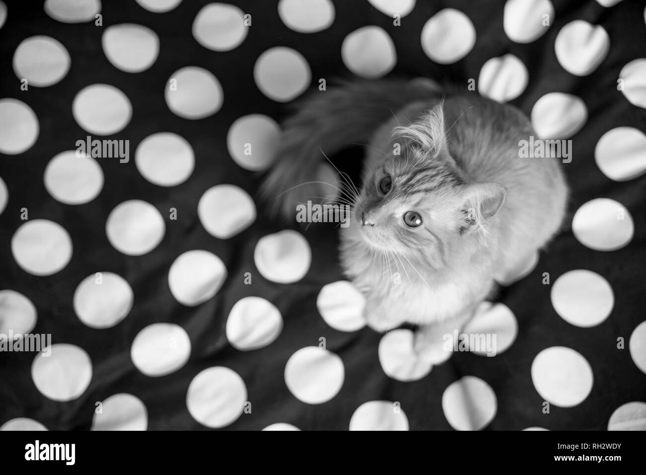 Kept small Black and White Stock Photos & Images - Alamy