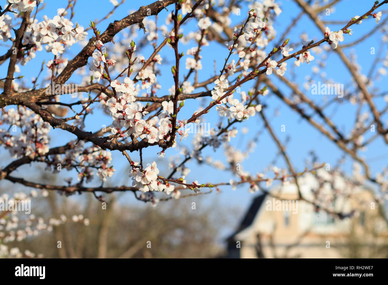 Branches of blooming apricot trees in a spring orchard with country ...