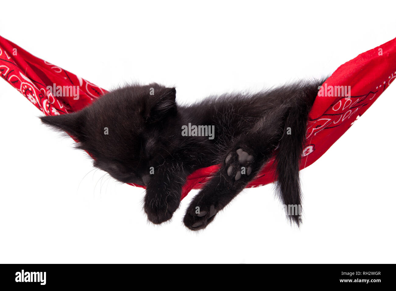 Cat on sunbed hi-res stock photography and images - Alamy