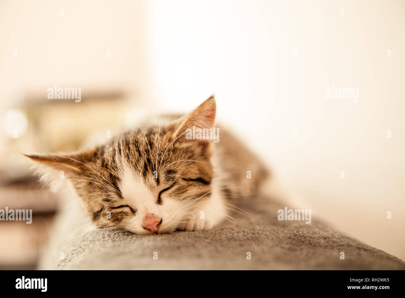 Little kitten sleeps on a coverlet. Small cat sleeps sweetly as a small ...