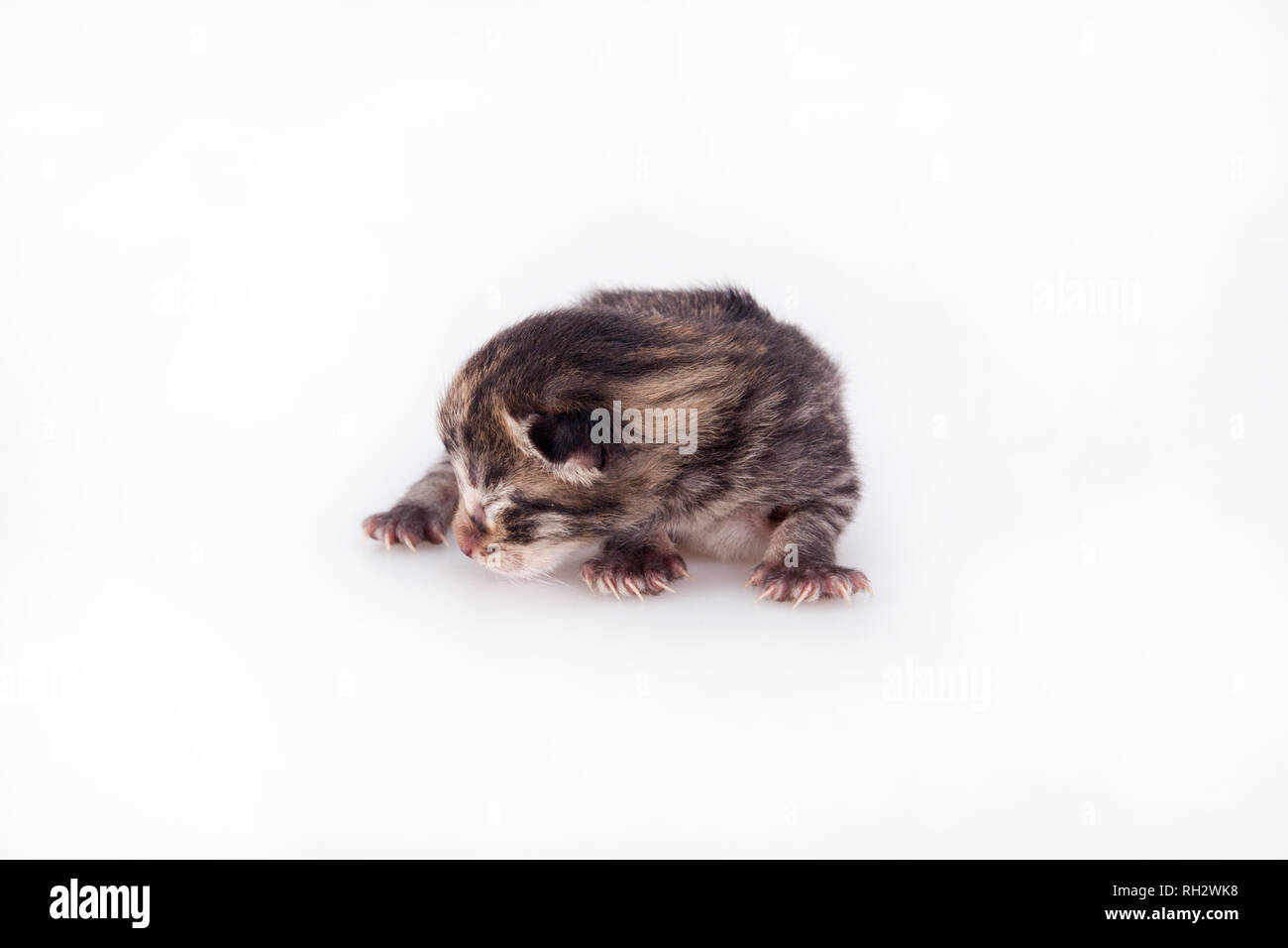 Piebald dachshund hi-res stock photography and images - Alamy