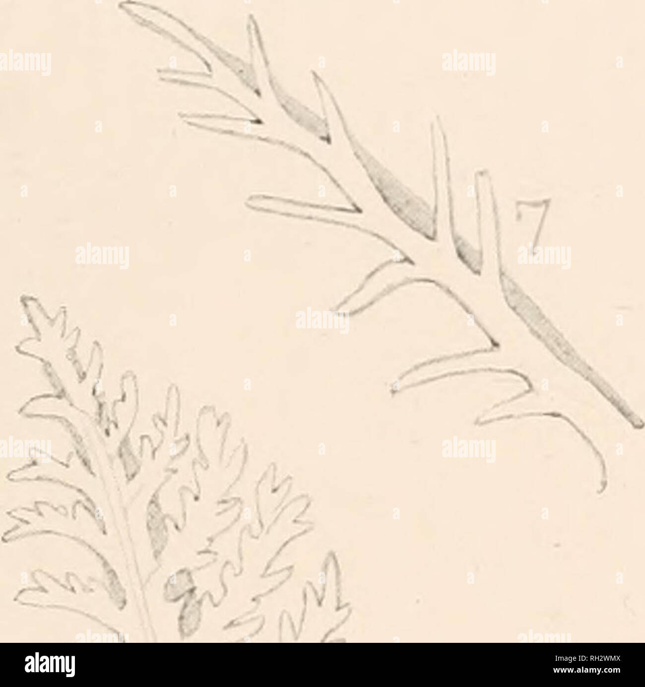 . The British Tunicata; an unfinished monograph. Sea squirts; Tunicata ...