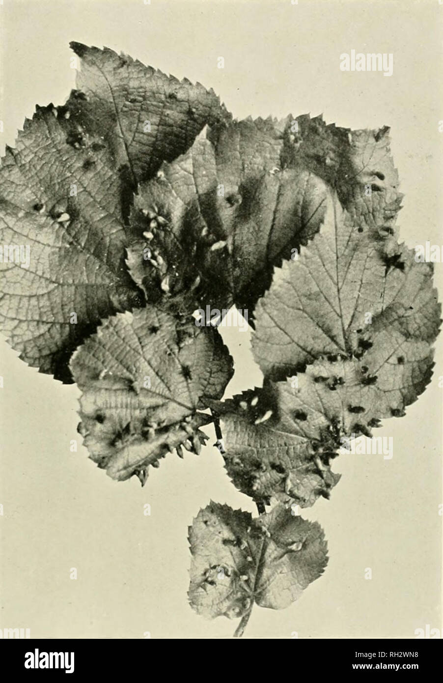 . British vegetable galls, an introduction to their study. Galls ...