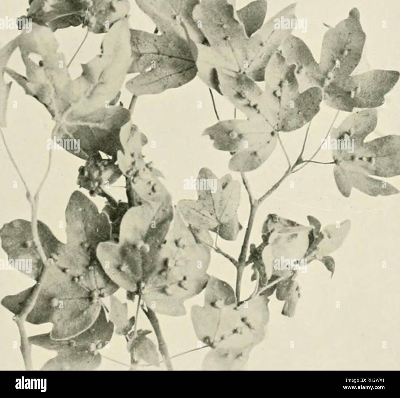 . British vegetable galls, an introduction to their study. Galls ...