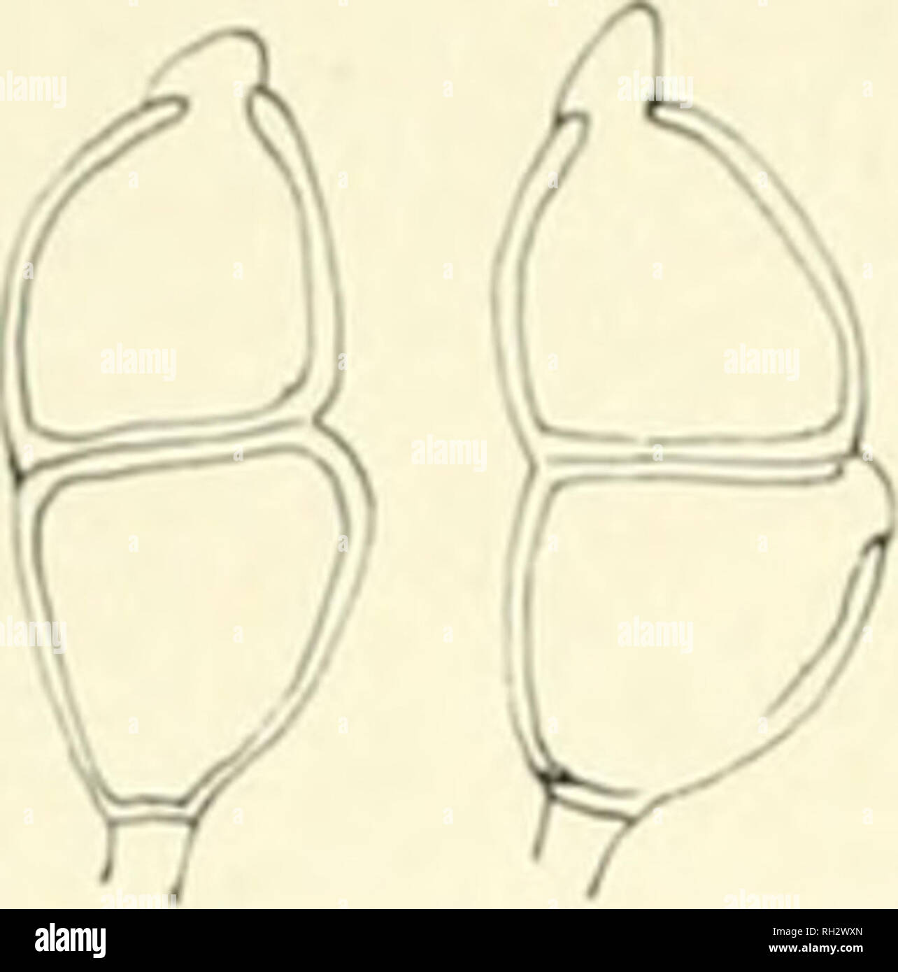 Ellipsoid spores hi-res stock photography and images - Alamy