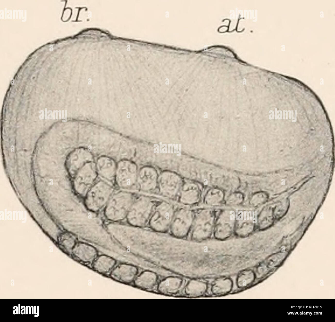. The British Tunicata; an unfinished monograph. Sea squirts; Tunicata ...