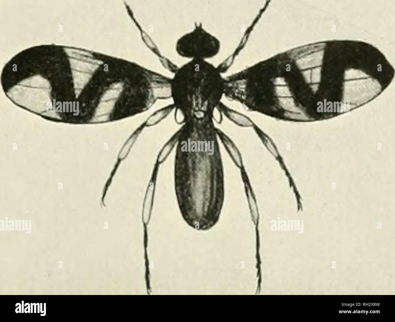 . British vegetable galls, an introduction to their study. Galls ...