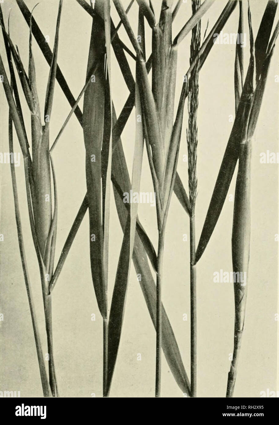 . British vegetable galls, an introduction to their study. Galls ...