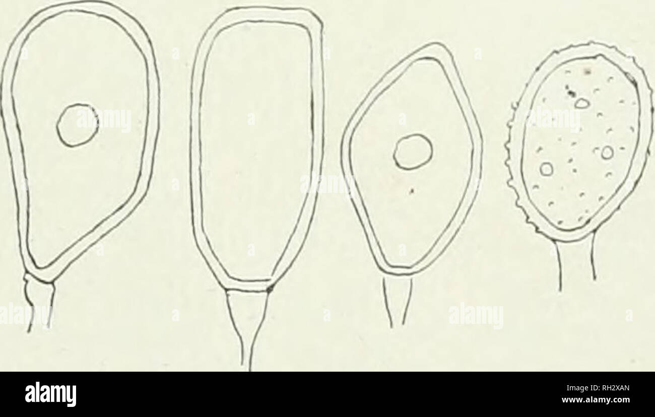 . The British rust fungi (Uredinales), their biology and classification ...