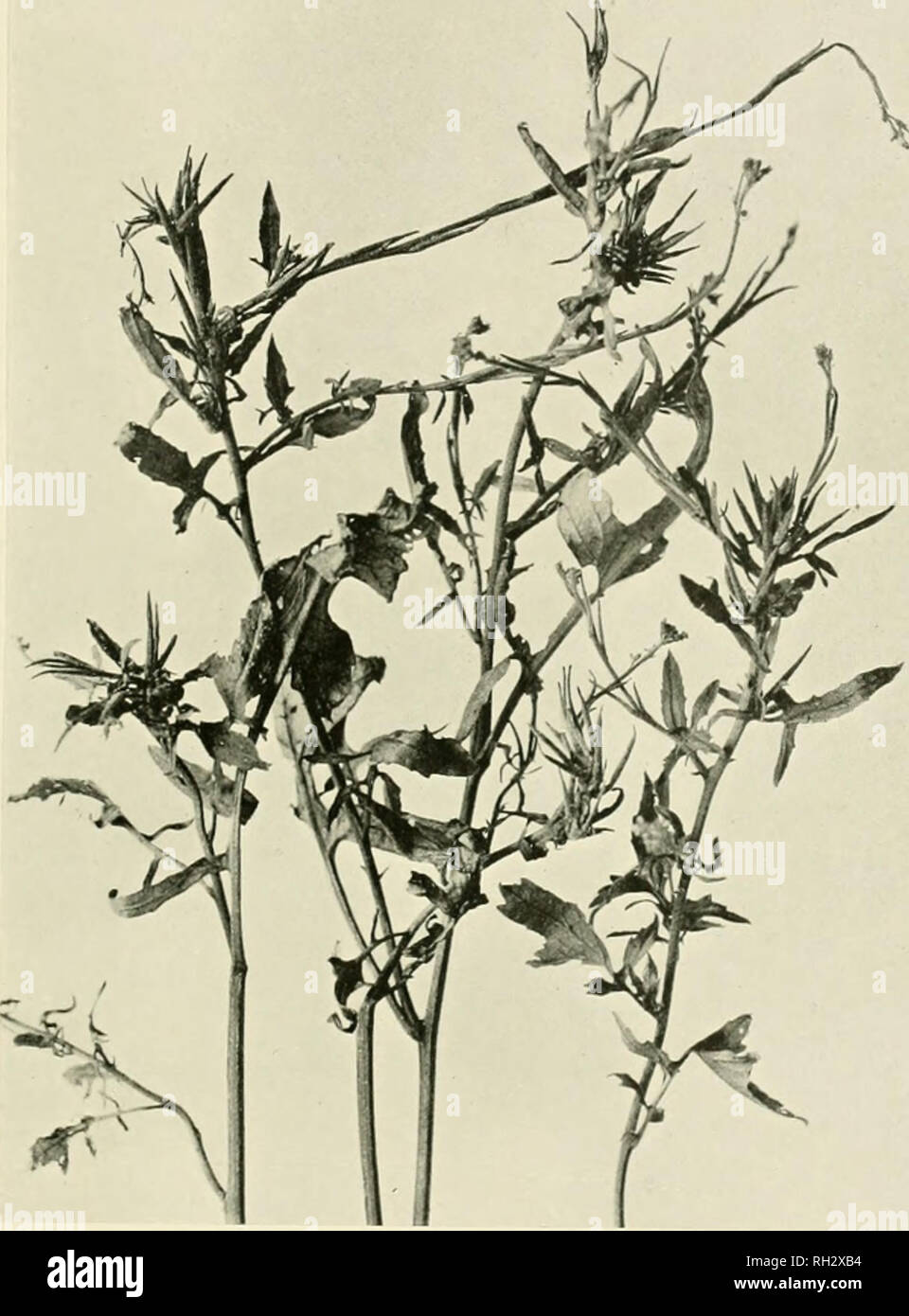 . British vegetable galls, an introduction to their study. Galls ...