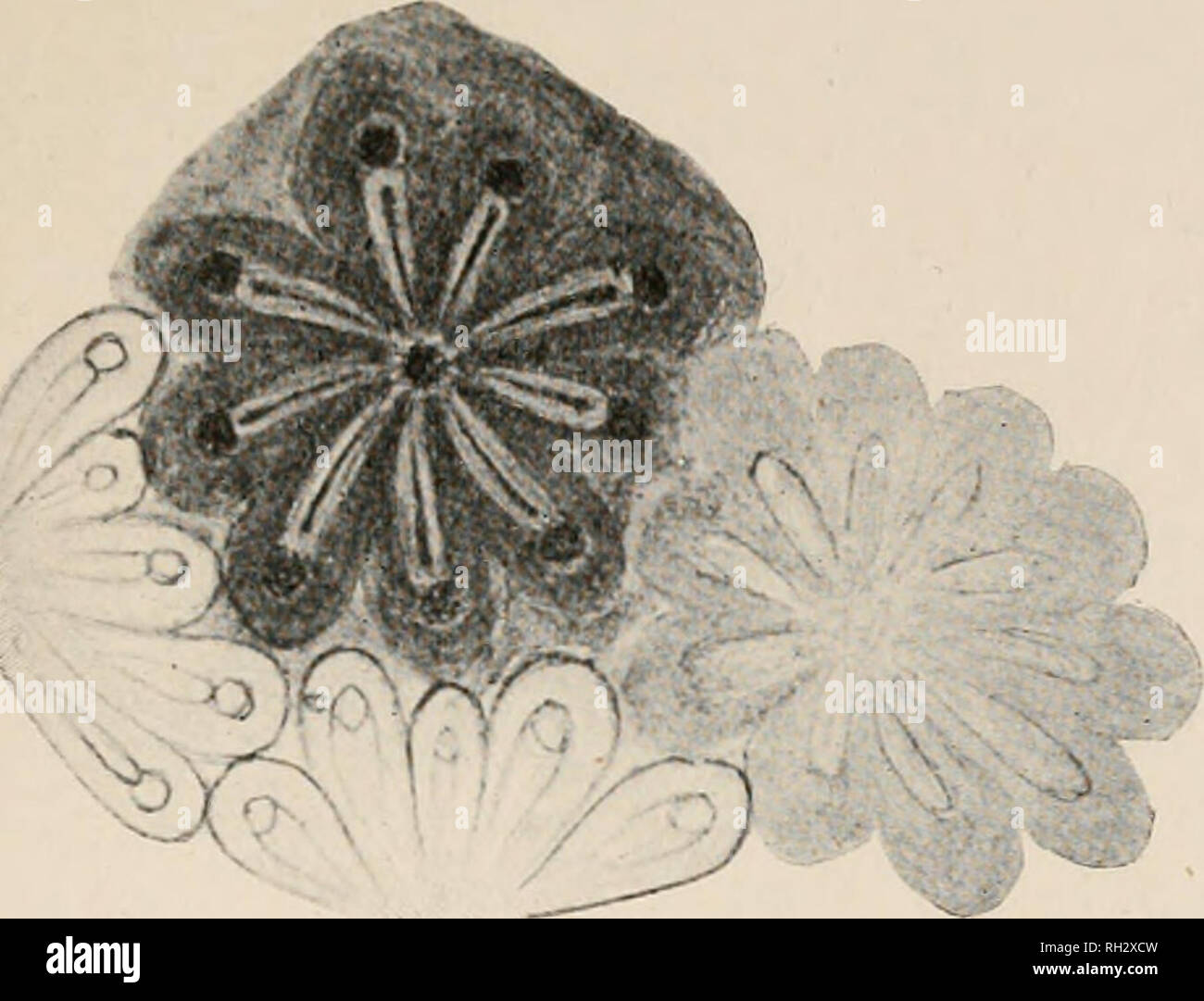 . The British Tunicata; an unfinished monograph. Sea squirts; Tunicata ...